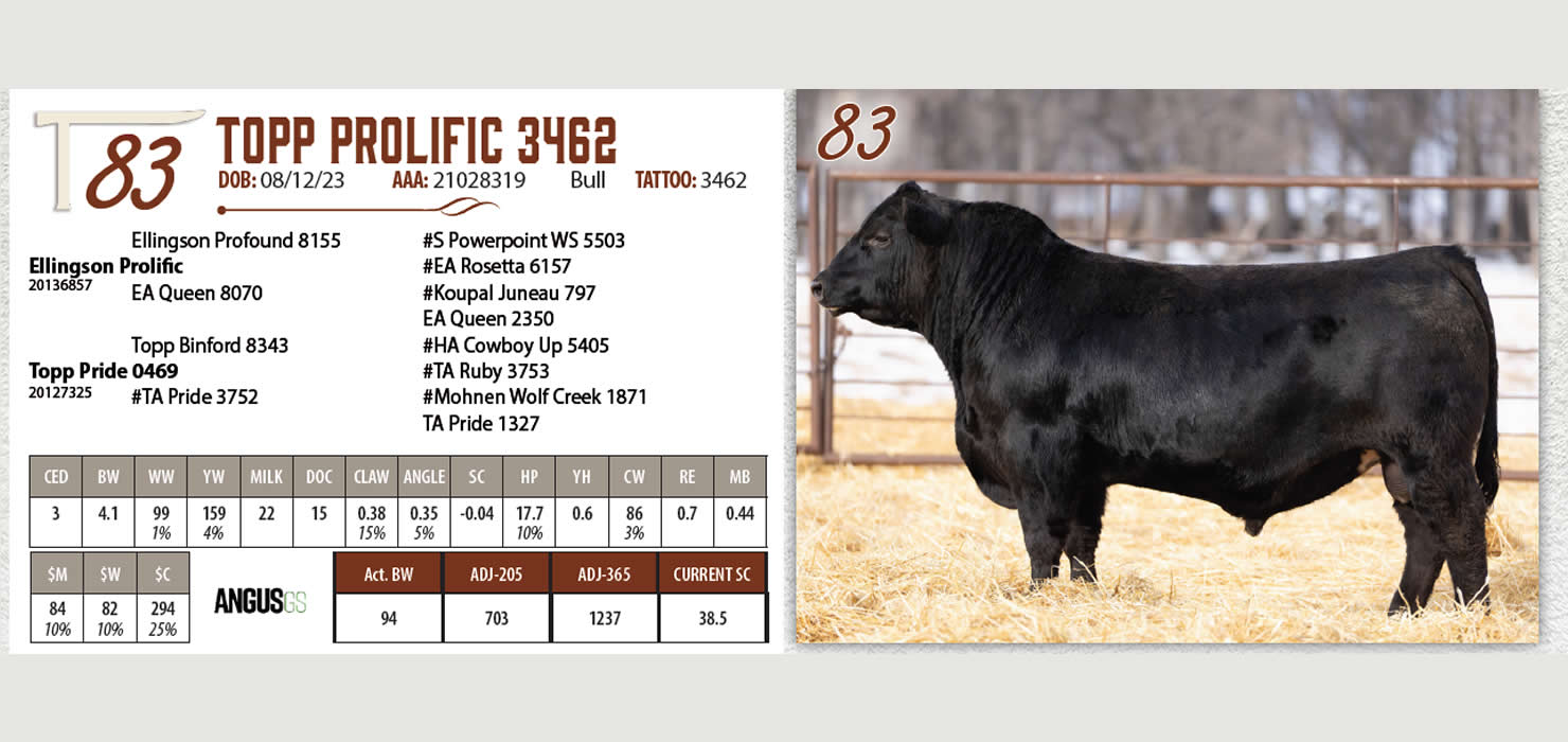 Lot 83: Topp Angus - Annual Production Sale | DVAuction