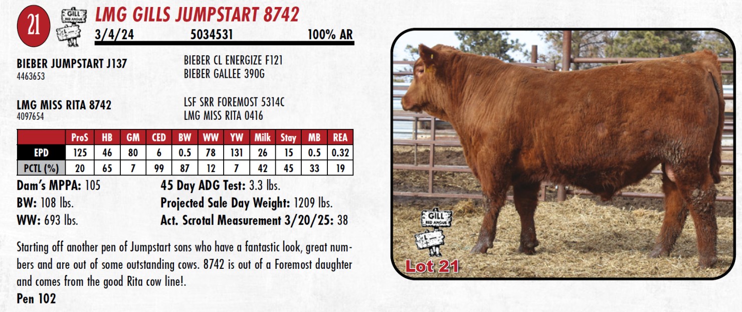 Lot 21: Gill Red Angus - Annual Red Angus Bull Sale | DVAuction