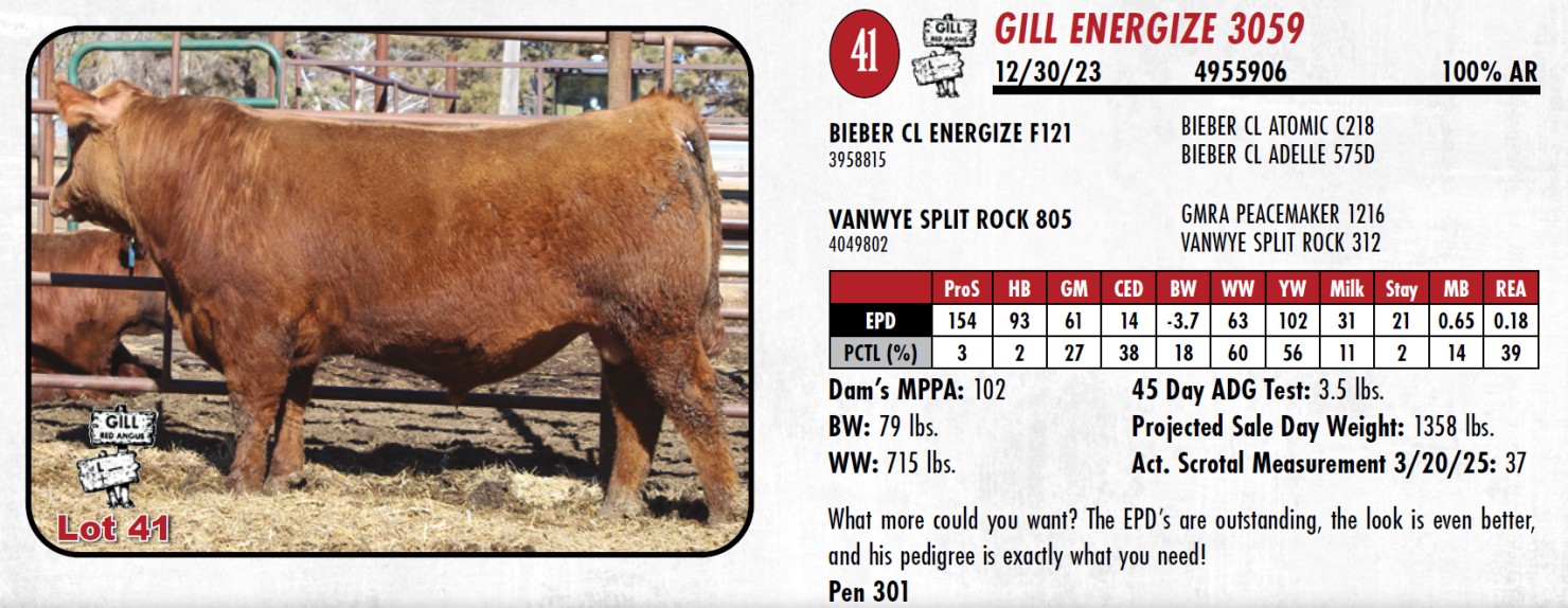 Lot 41: Gill Red Angus - Annual Red Angus Bull Sale | DVAuction