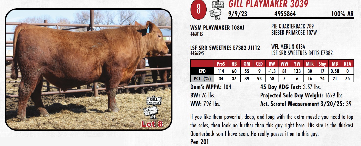 Lot 8: Gill Red Angus - Annual Red Angus Bull Sale | DVAuction