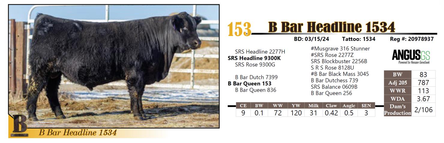 Lot 153: Lund's B Bar Angus - Annual Bull Sale | DVAuction
