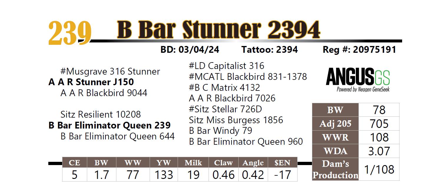 Lot 239: Lund's B Bar Angus - Annual Bull Sale | DVAuction