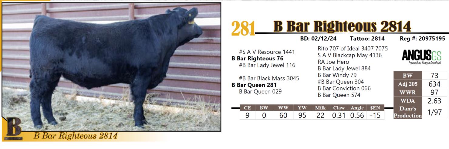 Lot 281: Lund's B Bar Angus - Annual Bull Sale | DVAuction