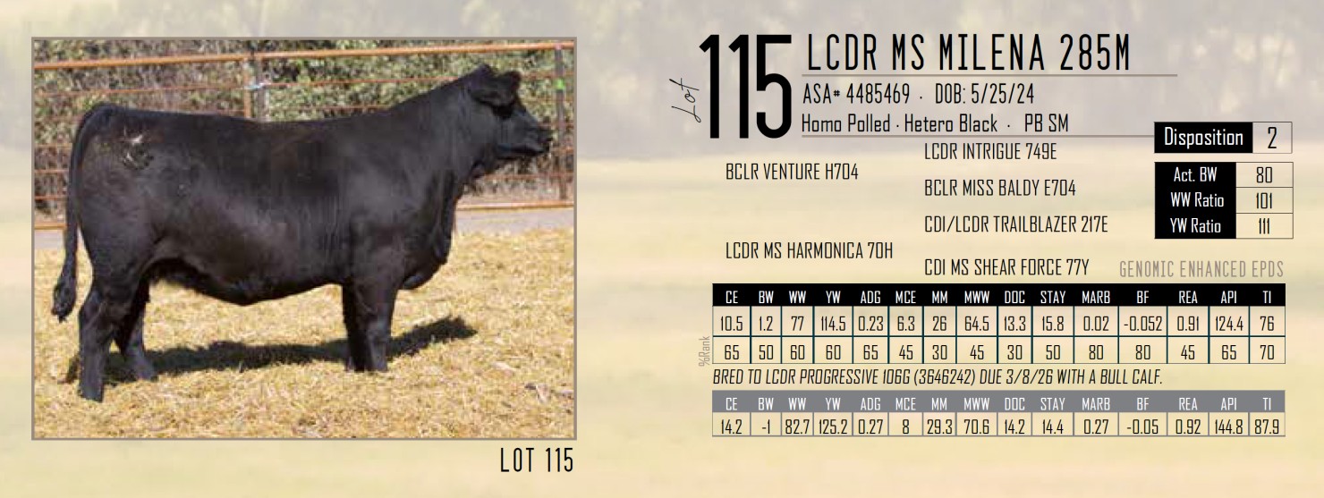 Lot 115: Lazy C Diamond Ranch - Annual Simmental Bull & Female Sale ...