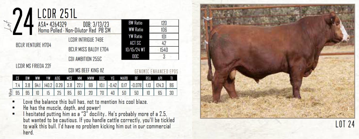 Lot 24: Lazy C Diamond Ranch - Annual Simmental Bull & Female Sale ...