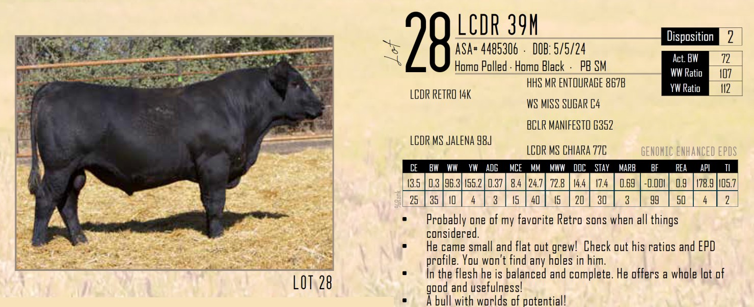 Lot 28: Lazy C Diamond Ranch - Annual Simmental Bull & Female Sale ...