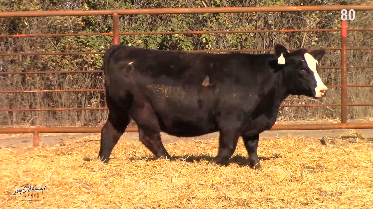 Lot 80: Lazy C Diamond Ranch - Annual Simmental Bull & Female Sale ...