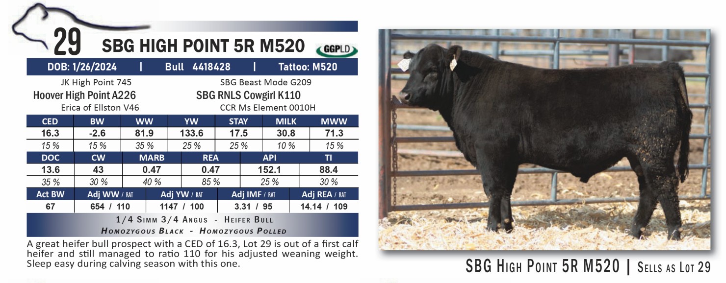 Lot 29: Superior Beef Genetics - Annual Spring Sale | DVAuction