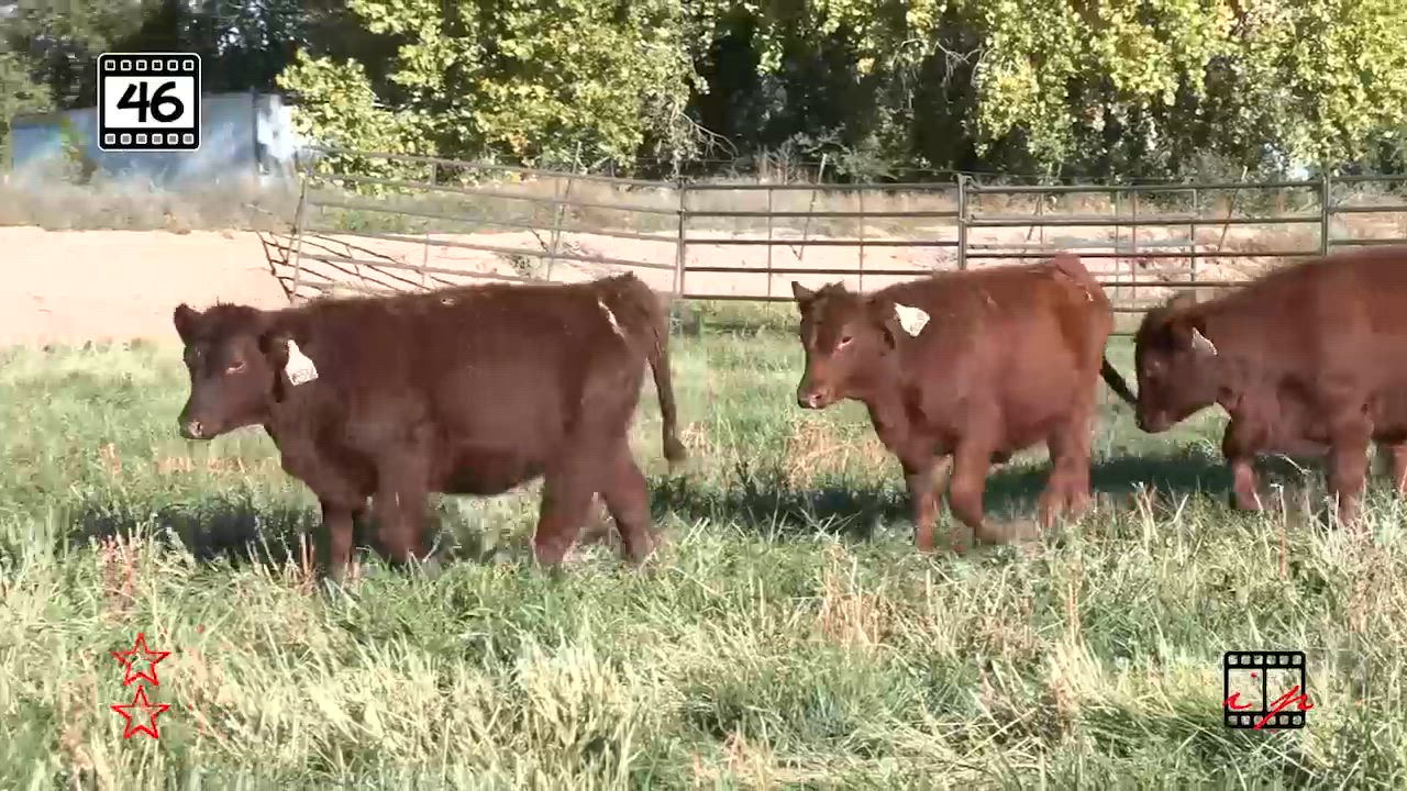 Lot 46 - MS525, MS526, MS532, MS539, MS579: Red Doc Farms - Red Hot ...