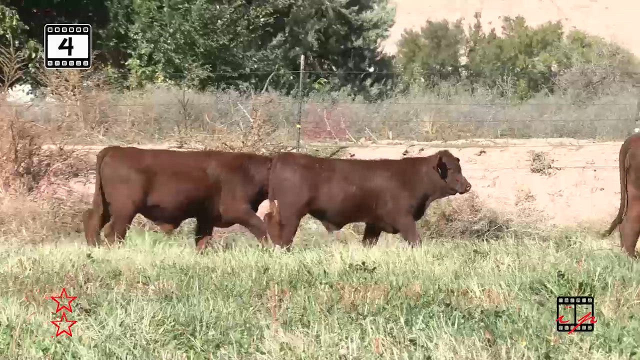 Lot 4 - Red Doc 3349, Red Doc 3399, Red Doc 3345: Red Doc Farms - Red ...