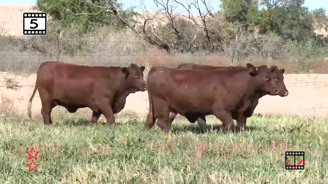 Lot 5 - Red Doc 4425, Red Doc 4179, Red Doc 4294: Red Doc Farms - Red ...