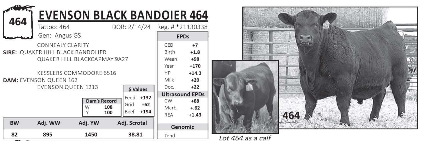 Lot 464: Evenson Angus - Annual Bull Sale | DVAuction