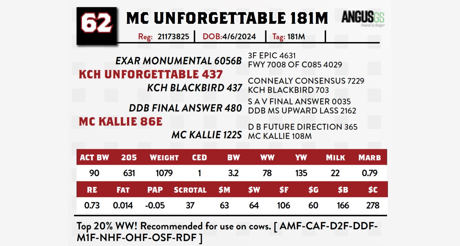 Lot 62: McClun's Lazy J M Ranch - Annual Spring Bull Sale | DVAuction