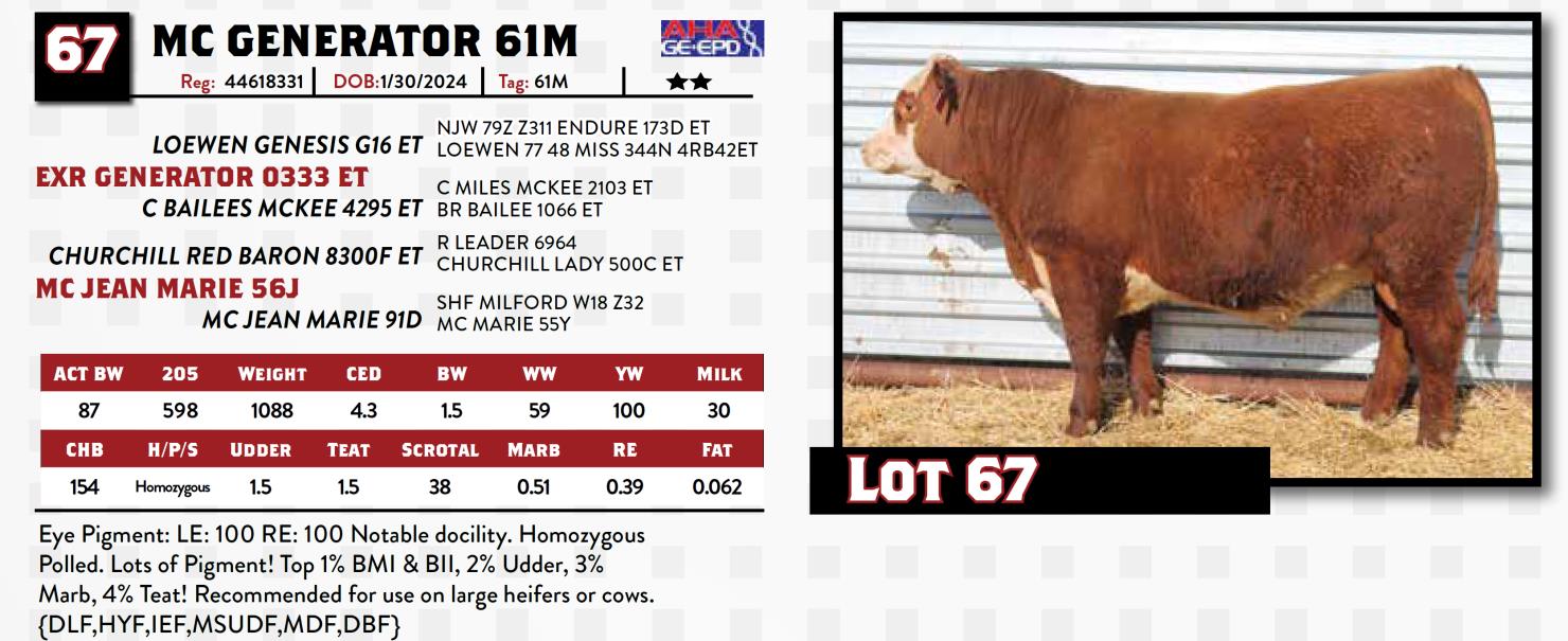 Lot 67: McClun's Lazy J M Ranch - Annual Spring Bull Sale | DVAuction