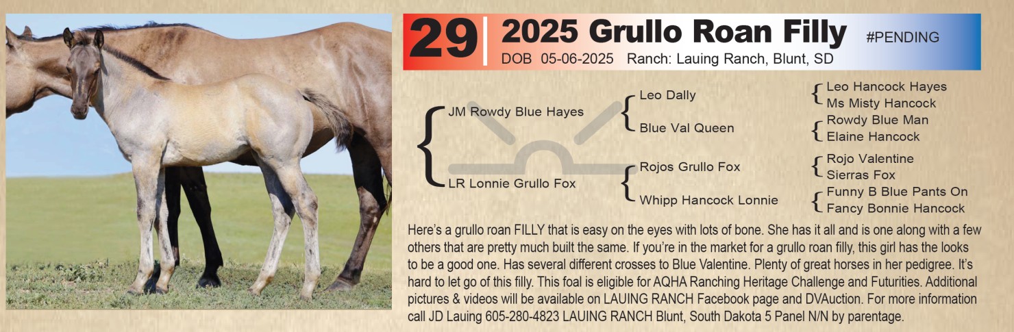 Lot 29 - Grullo Roan Filly: Blue Valentine & Driftwood - Heritage ...