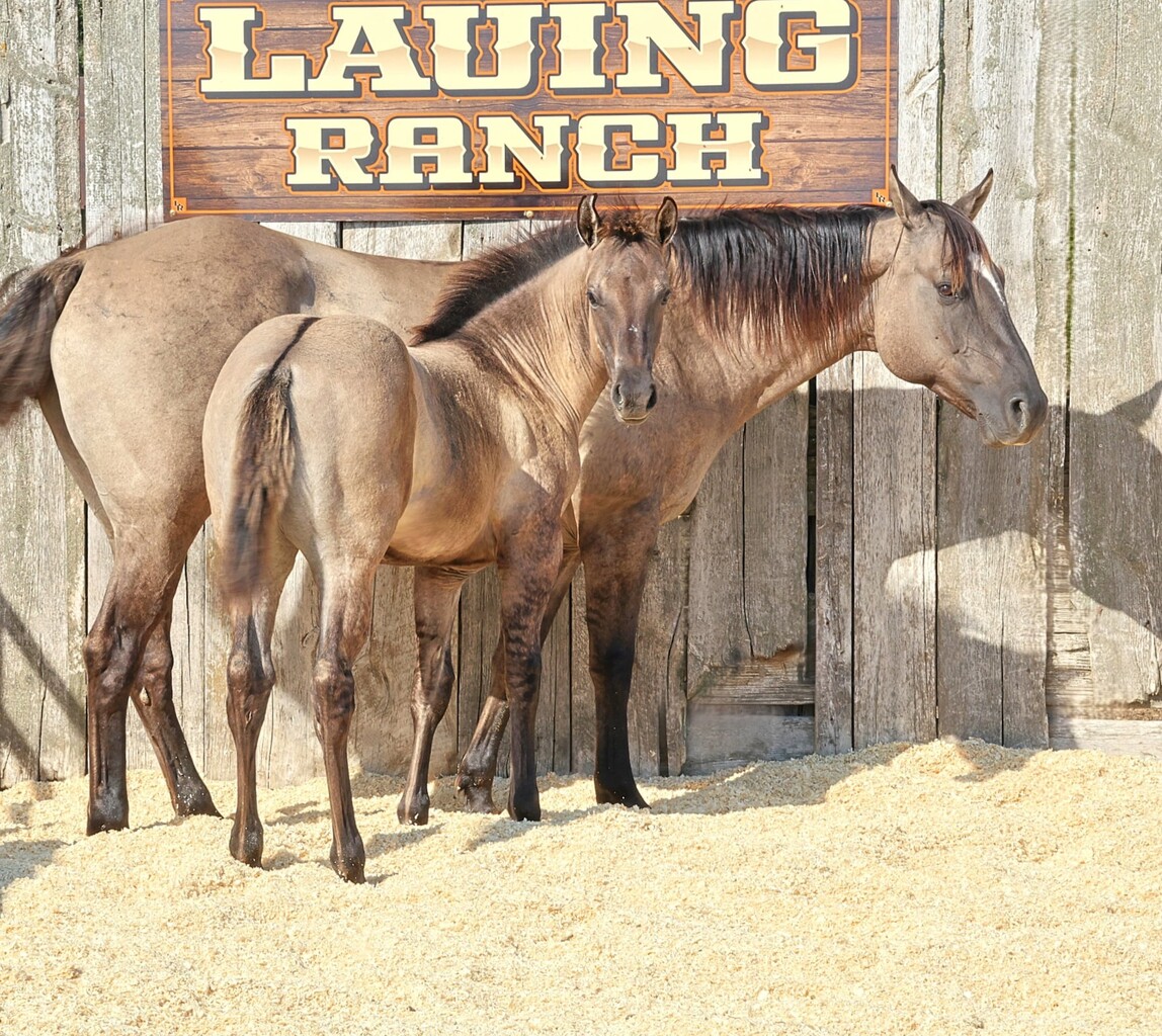 Lot 29 - Grullo Roan Filly: Blue Valentine & Driftwood - Heritage ...