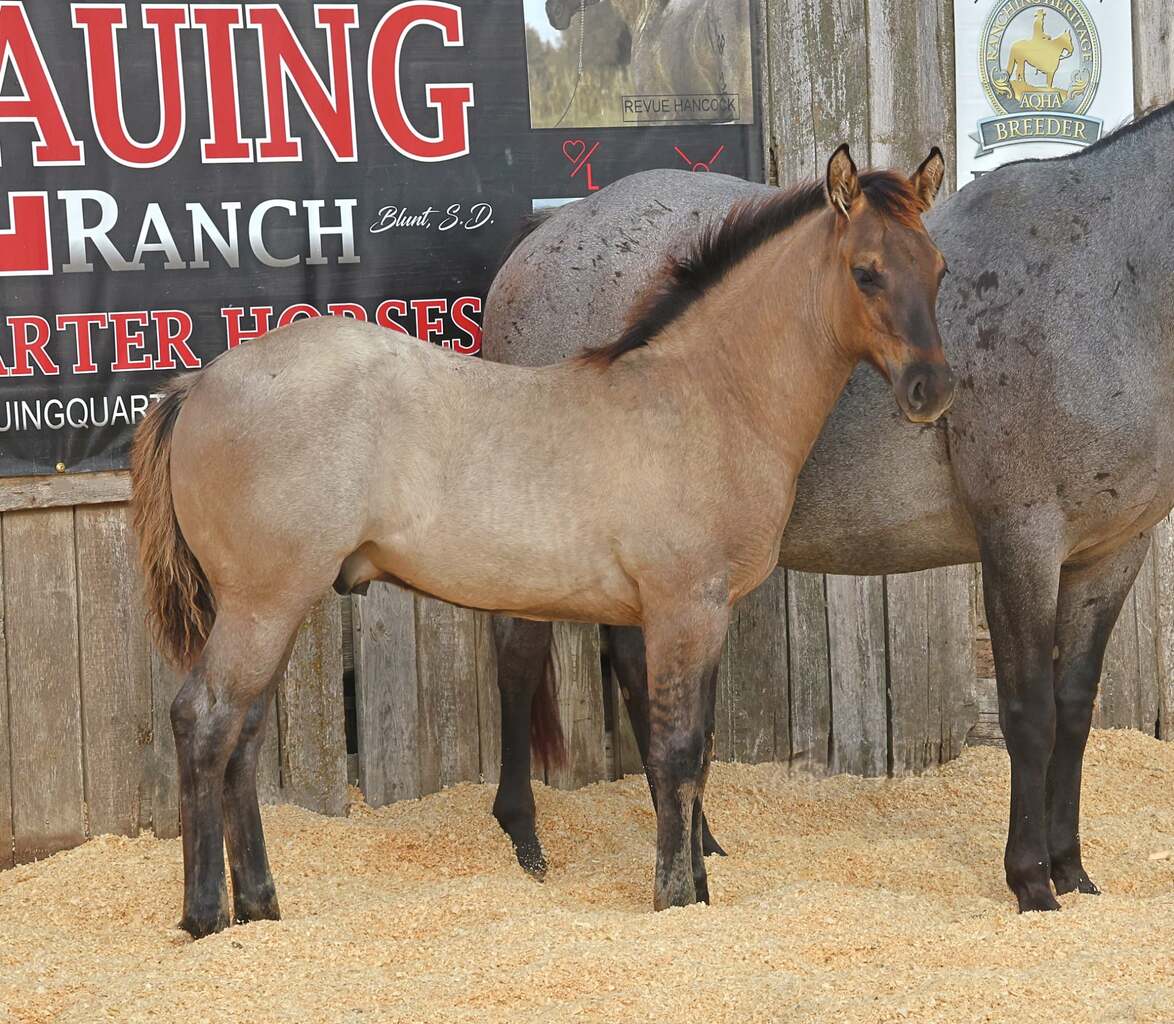 Lot 2 - Grullo Roan Colt: Blue Valentine & Driftwood - Heritage ...