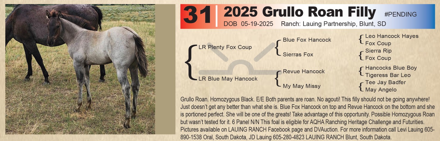Lot 31 - Grullo Roan Filly: Blue Valentine & Driftwood - Heritage ...