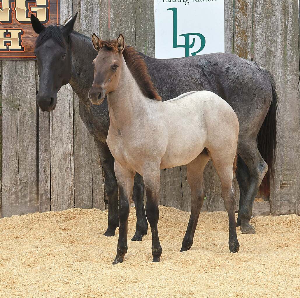 Lot 6 - Grullo Roan Filly: Blue Valentine & Driftwood - Heritage ...