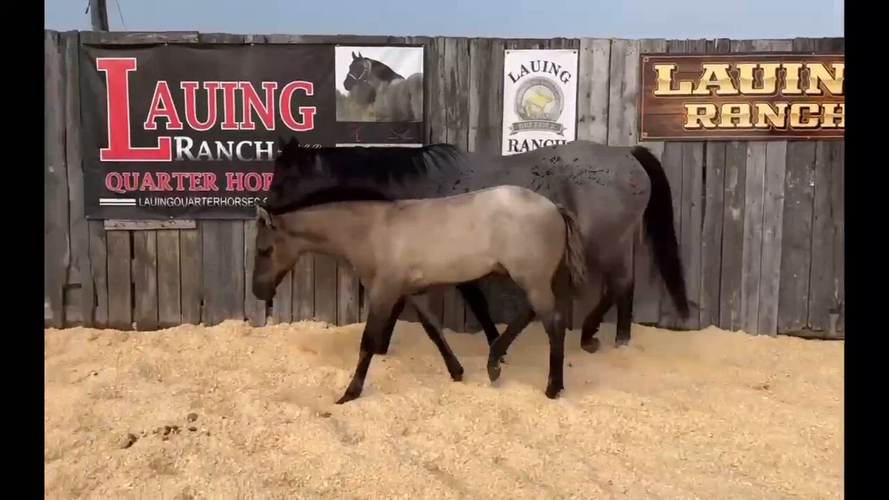Lot 2 - Grullo Roan Colt: Blue Valentine & Driftwood - Heritage ...
