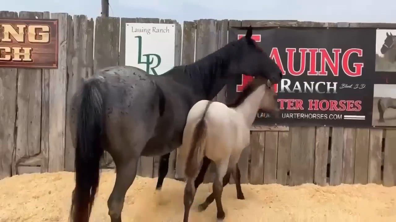 Lot 6 - Grullo Roan Filly: Blue Valentine & Driftwood - Heritage ...