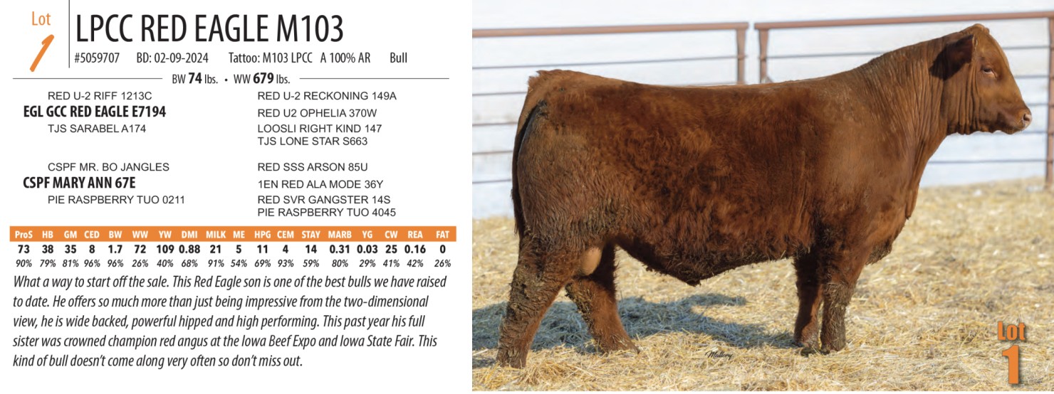 Lot 1: Pladsen Red Angus - 7th Annual Red Angus Bull & Female Sale ...