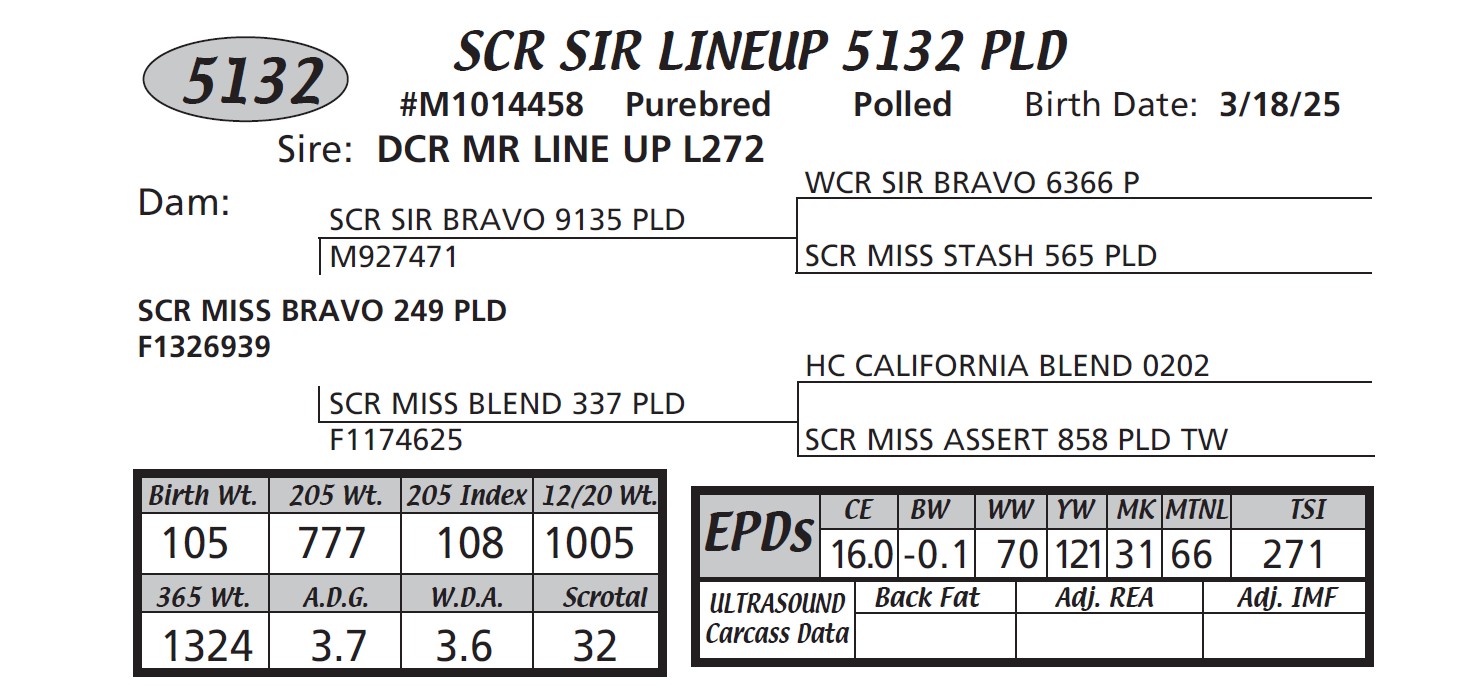 Lot 5132: Soreide Charolais Ranch - 43rd Annual Sale | DVAuction