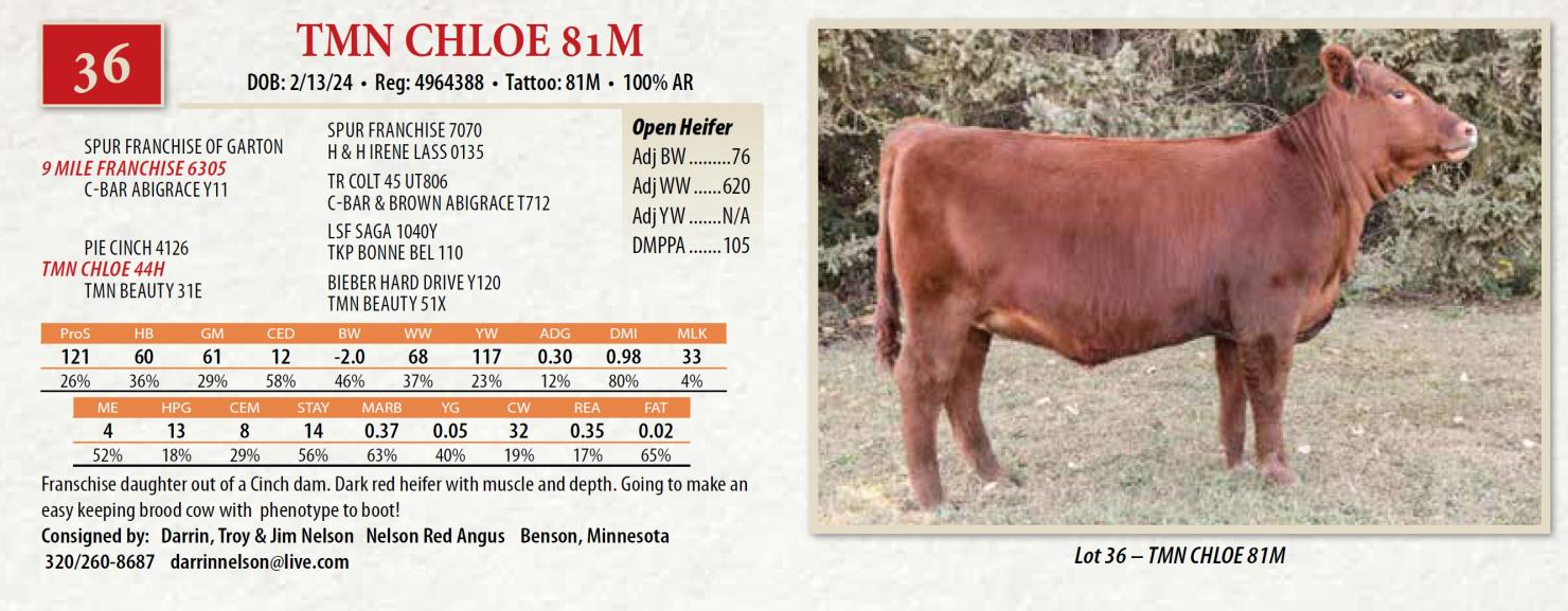 Lot 36: Reds On The Prairie Red Angus Auction - Gilchrist Auction Co ...