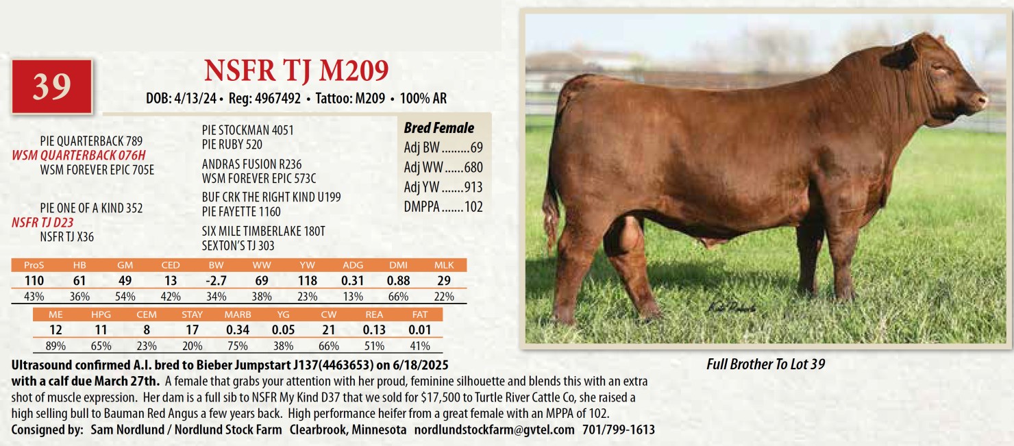 Lot 39: Reds On The Prairie Red Angus Auction - Annual Red Angus Female ...