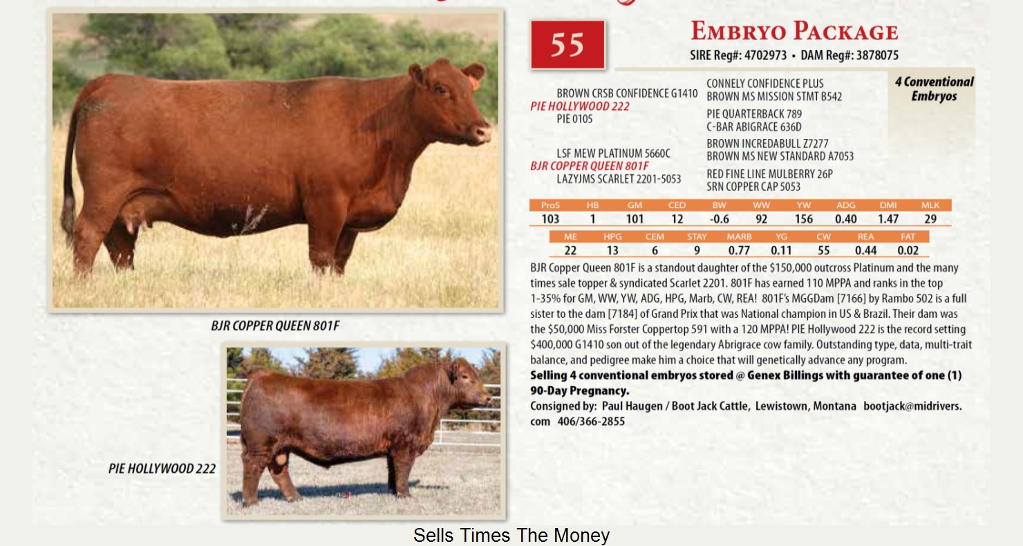 Lot 55: Reds On The Prairie Red Angus Auction - Annual Red Angus Female ...