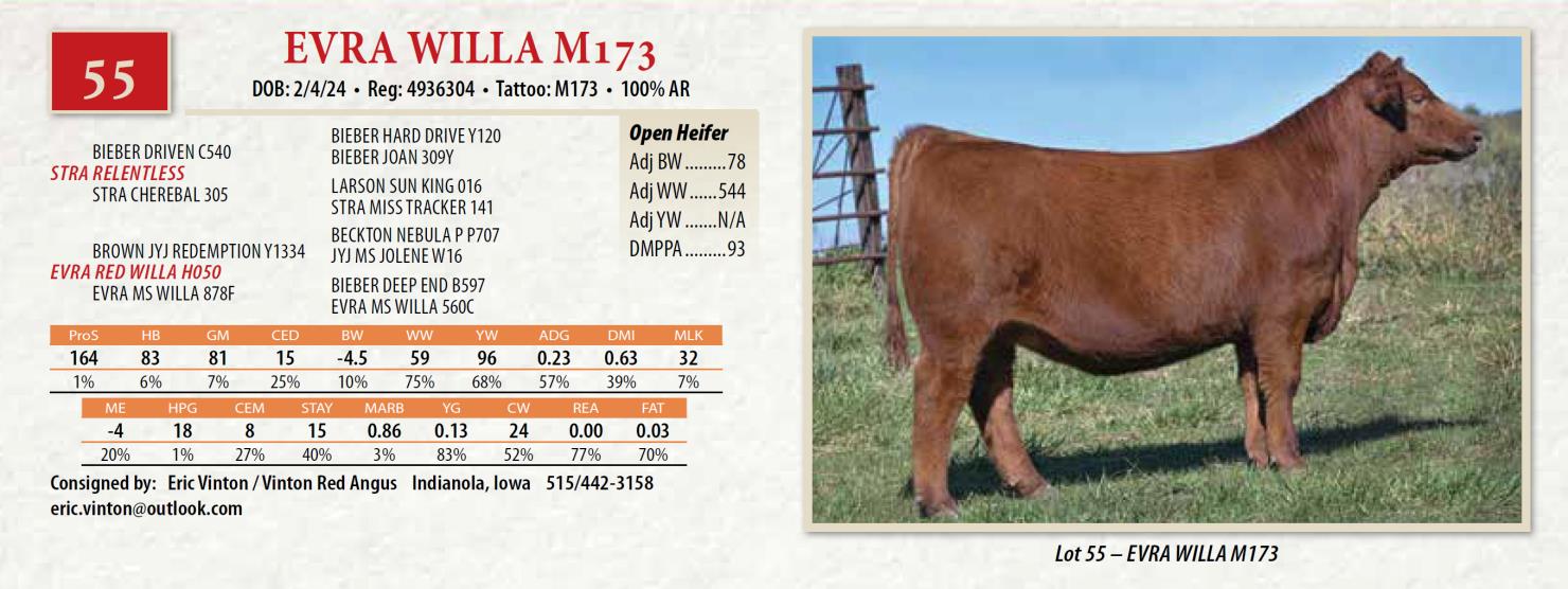 Lot 55: Reds On The Prairie Red Angus Auction - Gilchrist Auction Co ...