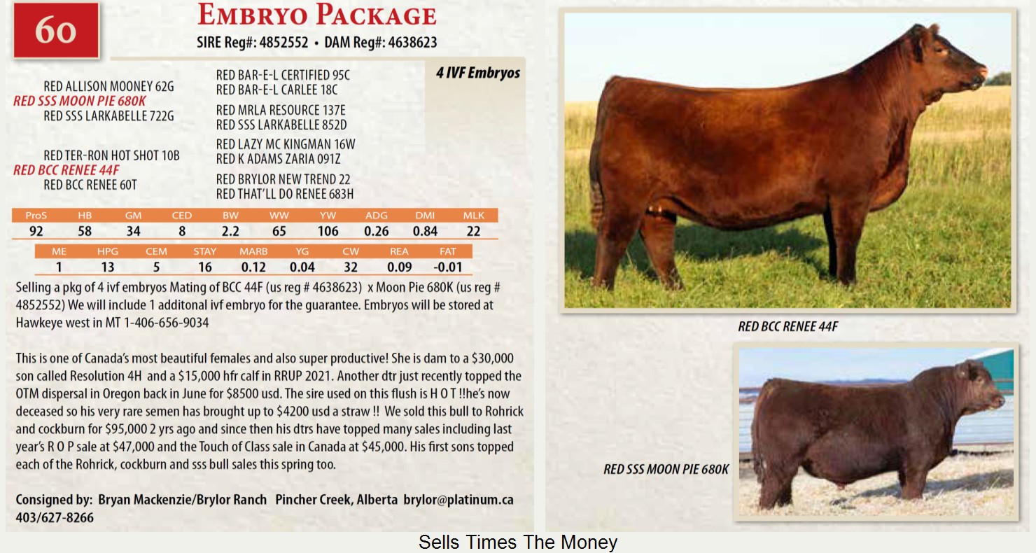 Lot 60: Reds On The Prairie Red Angus Auction - Annual Red Angus Female ...