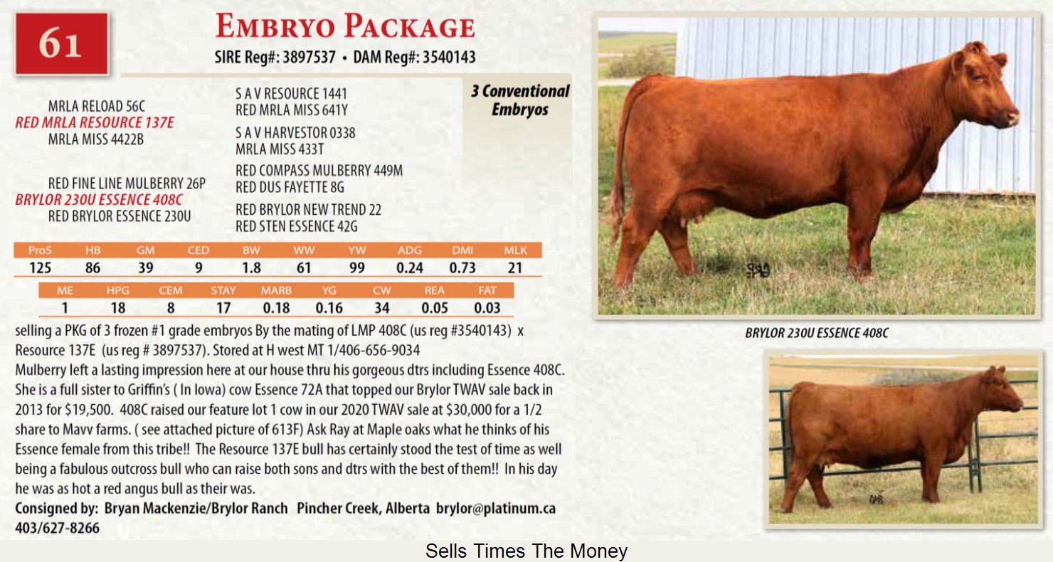 Lot 61: Reds On The Prairie Red Angus Auction - Annual Red Angus Female ...