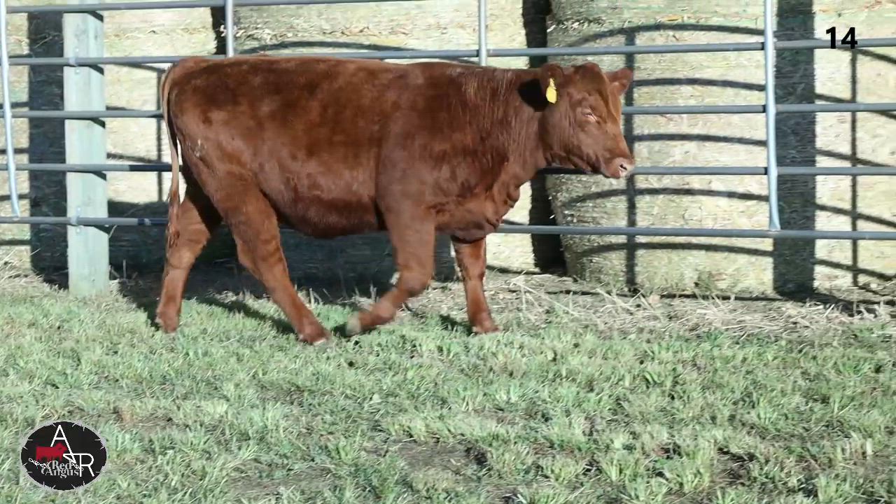 Lot 14: Reds On The Prairie Red Angus Auction - Annual Red Angus Female ...