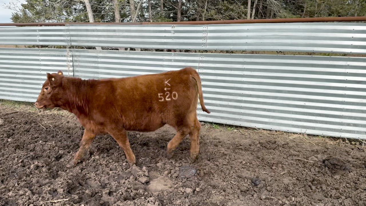 Lot 25: Reds On The Prairie Red Angus Auction - Annual Red Angus Female ...