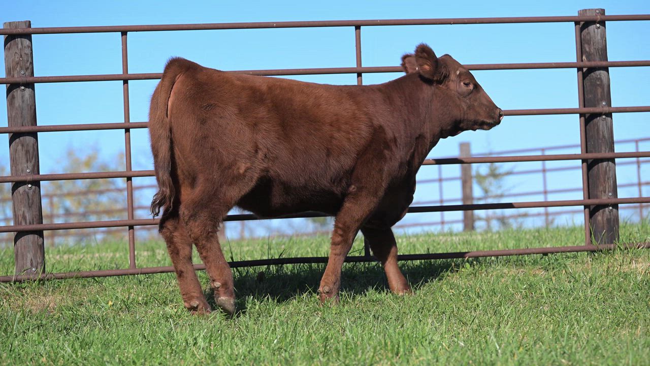 Lot 2: Reds On The Prairie Red Angus Auction - Annual Red Angus Female ...