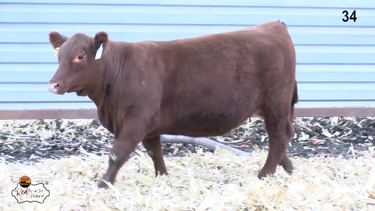 Lot 34: Reds On The Prairie Red Angus Auction - Annual Red Angus Female ...