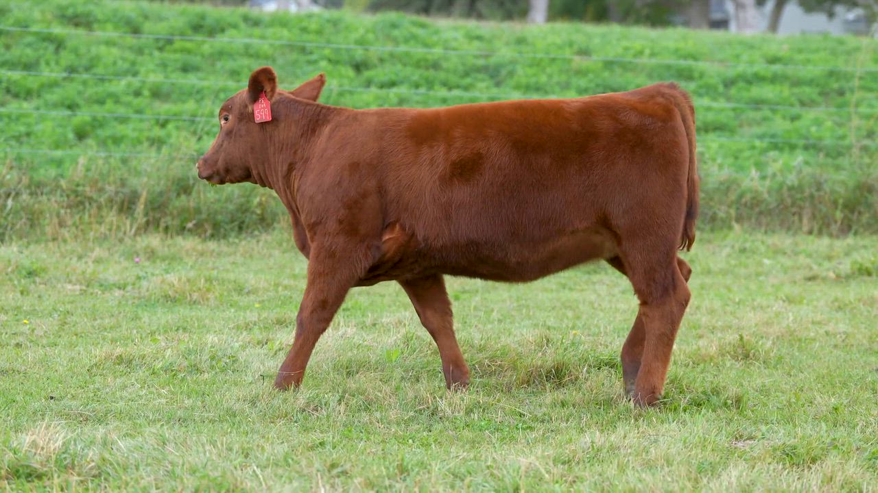Lot 36: Reds On The Prairie Red Angus Auction - Annual Red Angus Female ...