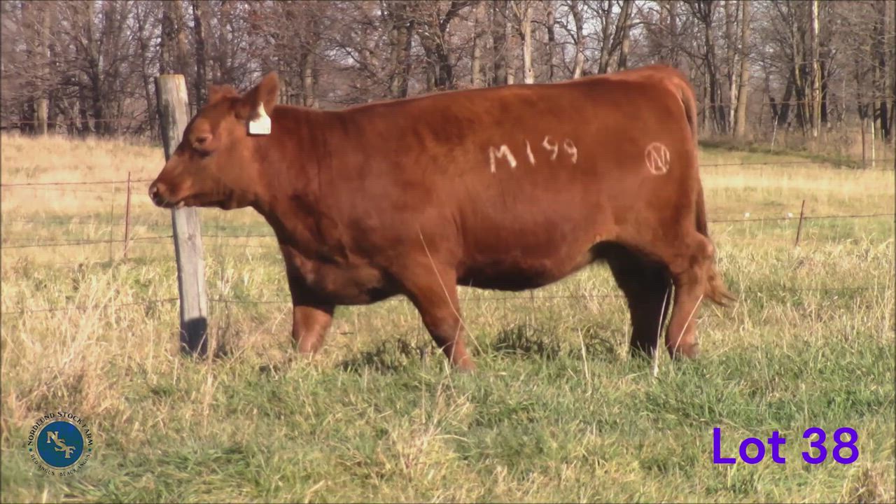 Lot 38: Reds On The Prairie Red Angus Auction - Annual Red Angus Female ...