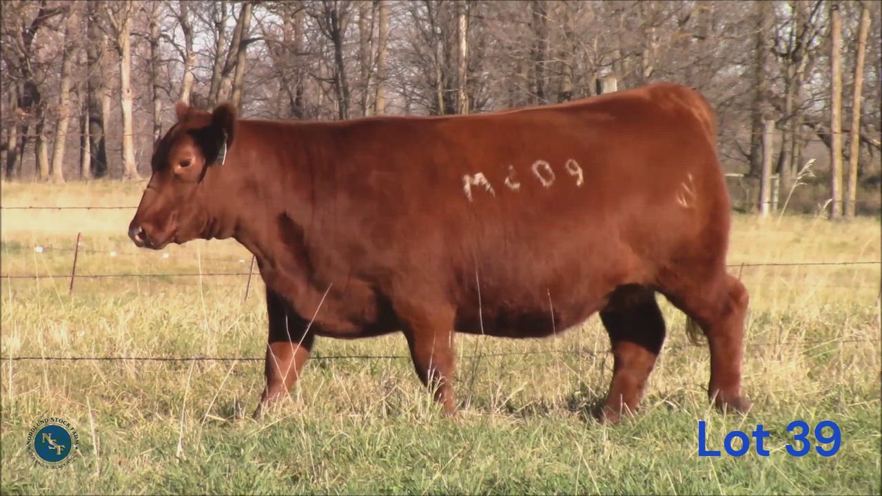 Lot 39: Reds On The Prairie Red Angus Auction - Annual Red Angus Female ...