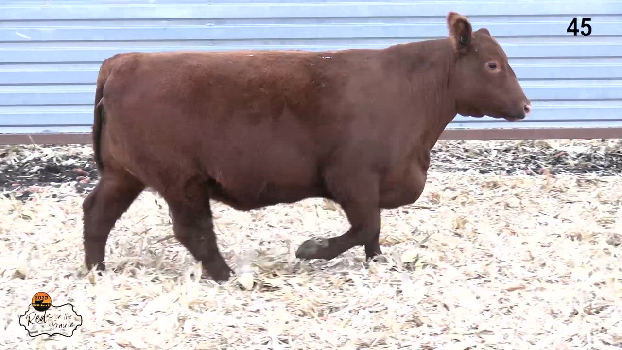 Lot 45: Reds On The Prairie Red Angus Auction - Annual Red Angus Female ...