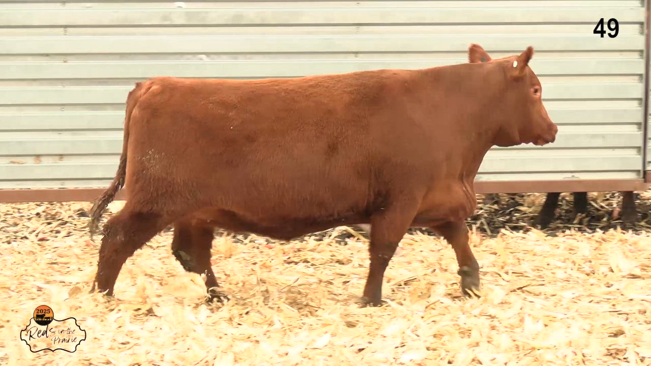 Lot 49: Reds On The Prairie Red Angus Auction - Annual Red Angus Female ...