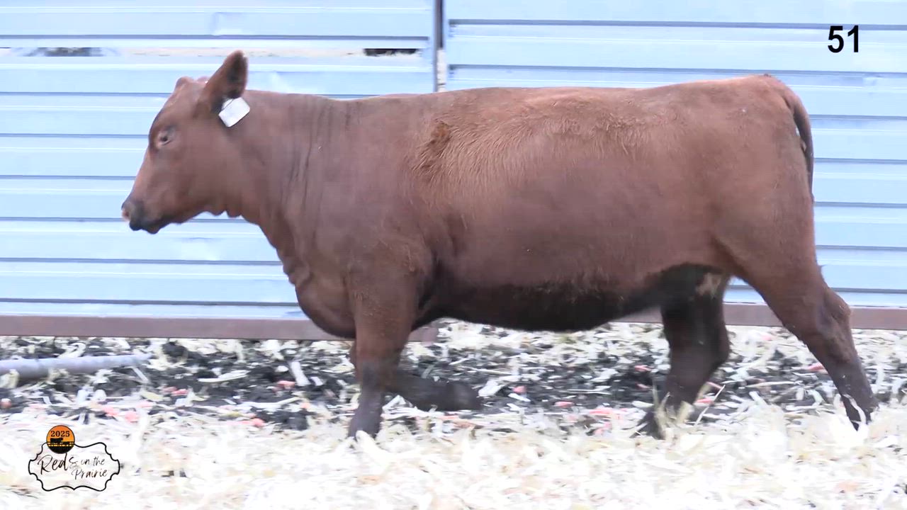 Lot 51: Reds On The Prairie Red Angus Auction - Annual Red Angus Female ...