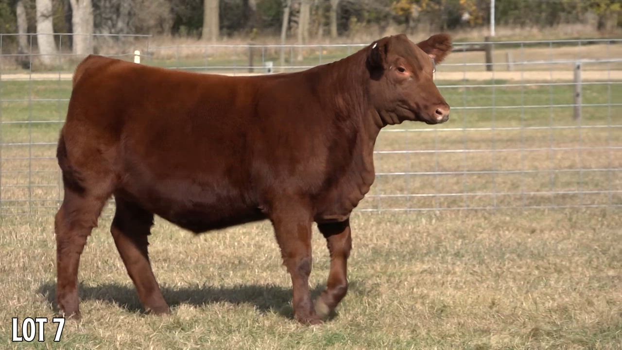 Lot 7: Reds On The Prairie Red Angus Auction - Annual Red Angus Female ...