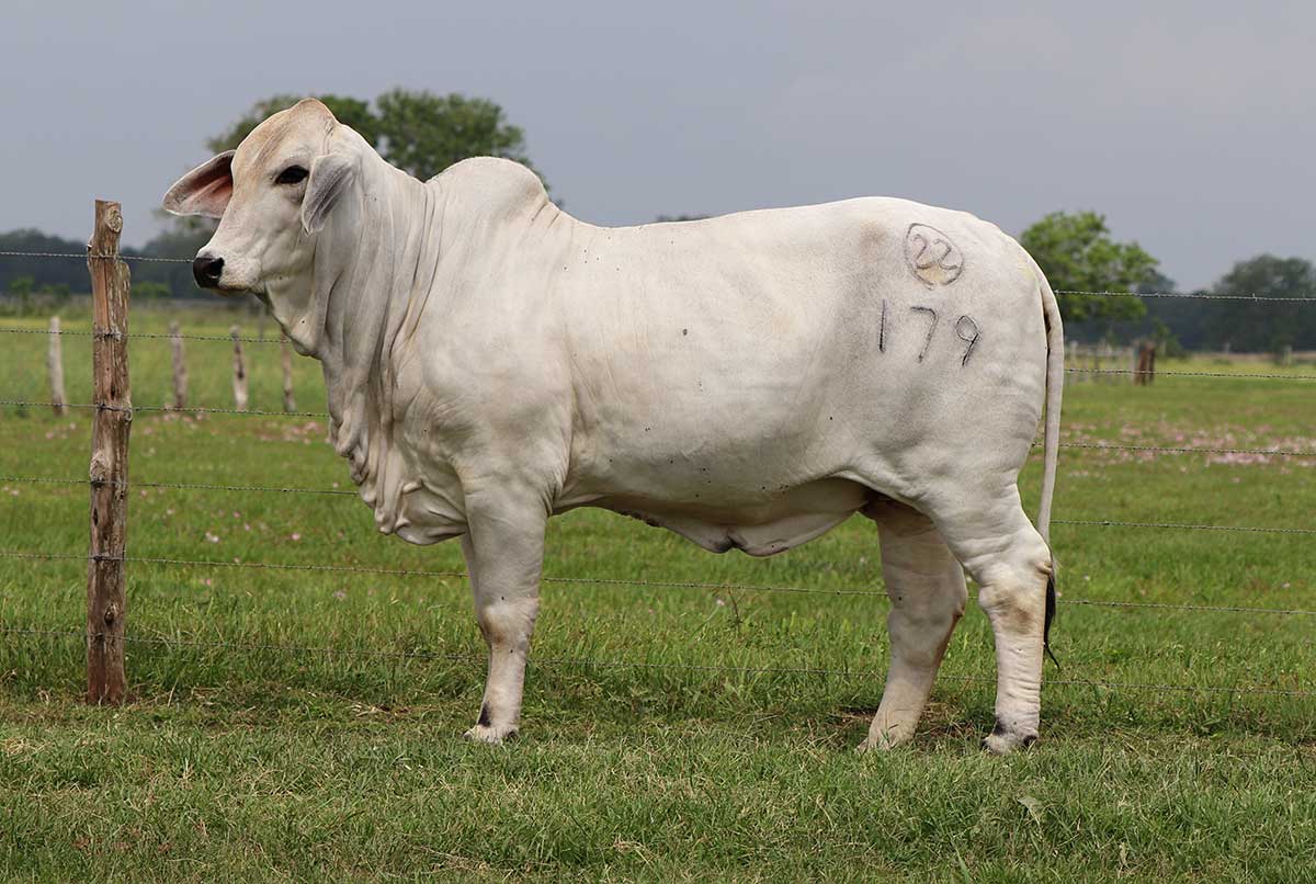 Lot 21 - Mrs DD Polled Sammie 179: B.R. Cutrer, Inc. - Brahman Country Genetics Female Sale | B ...