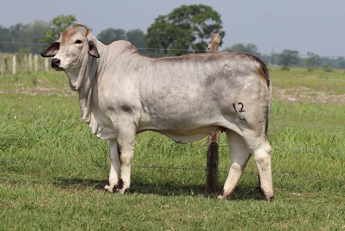 Lot 13 - QCG POLLED PRETTI (P): B.R. Cutrer, Inc. - Brahman Country Genetics Female Sale | B.R ...
