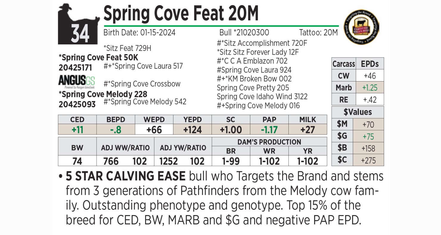 Lot 34: Spring Cove Ranch - Annual Bull Sale 2025 | DVAuction