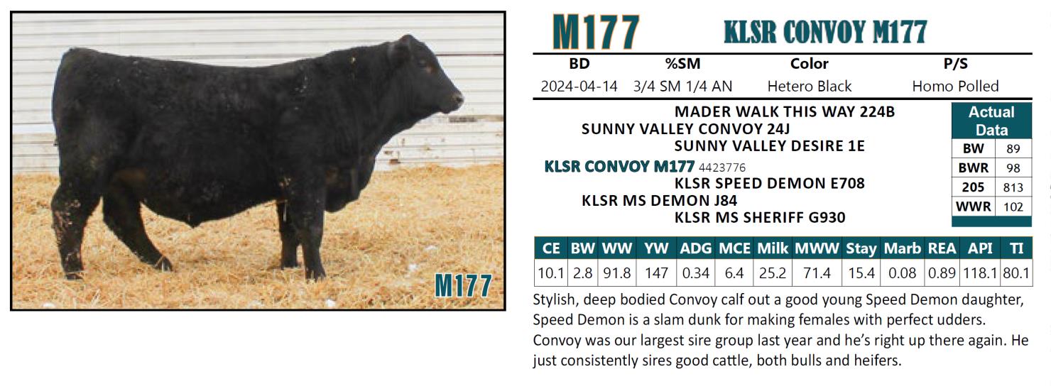 Lot m177: Kline Simmental Ranch - 13th Annual Production Sale | DVAuction
