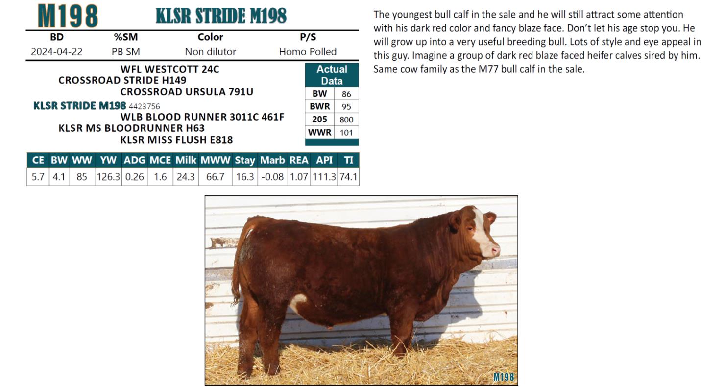 Lot m198: Kline Simmental Ranch - 13th Annual Production Sale | DVAuction