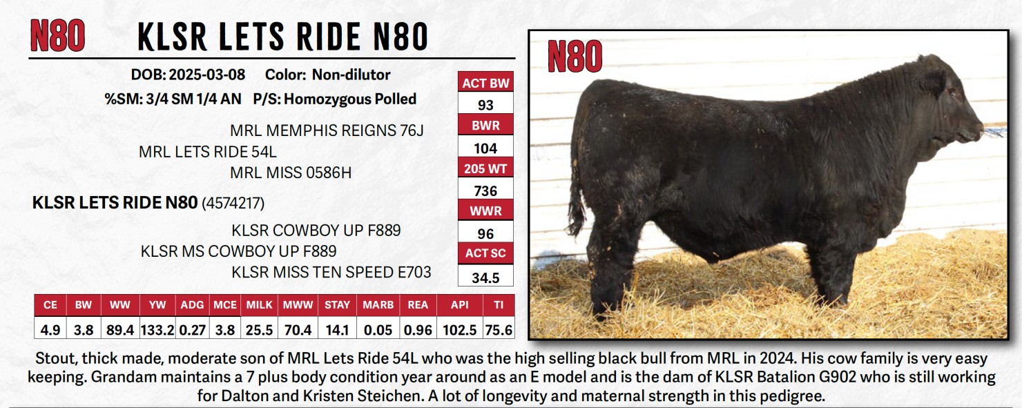 Lot n80: Kline Simmental Ranch - Annual Production Sale | DVAuction